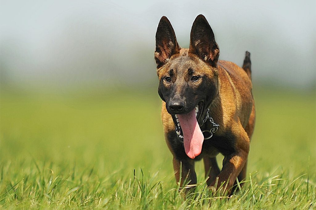 Adiestramiento y educación canina en Ibiza - Adiestrador de Perros en ...