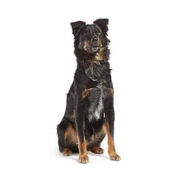 Adiestramiento y educación canina en Ibiza - Adiestrador de Perros en ...