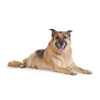 Adiestramiento y educación canina en Ibiza - Adiestrador de Perros en ...