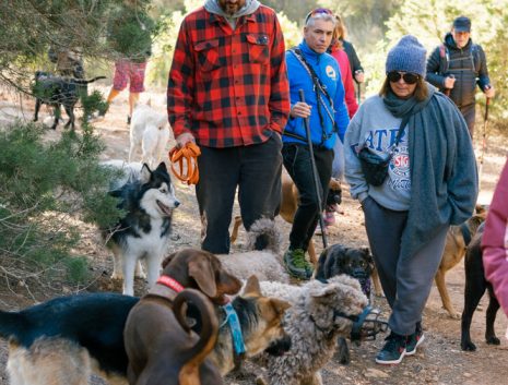 Adiestramiento y educación canina en Ibiza - Adiestrador de Perros en ...