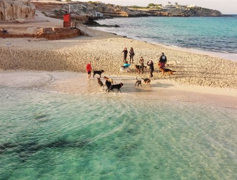 Adiestramiento y educación canina en Ibiza - Adiestrador de Perros en ...