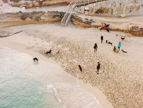 Adiestramiento y educación canina en Ibiza - Adiestrador de Perros en ...